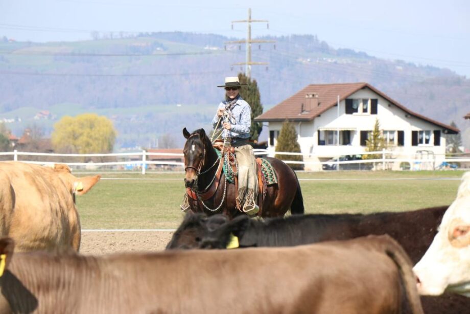 Unterricht Vaquero Horsemanship und Verladetraining - horse reflection